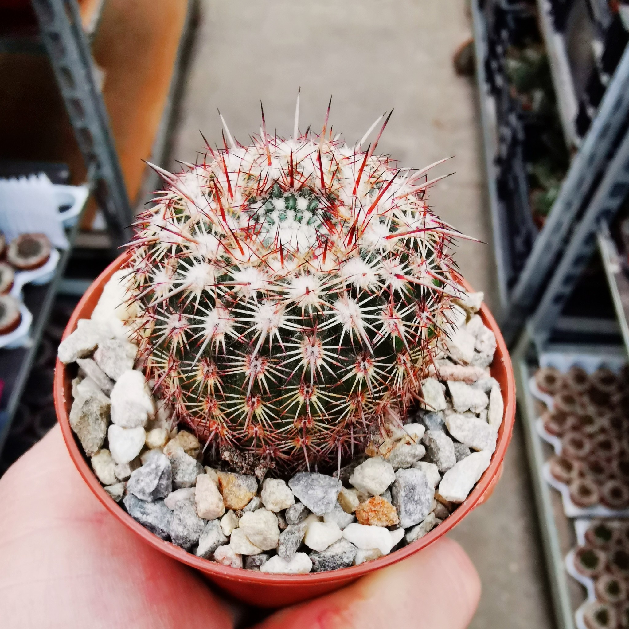 Notocactus rutilans fa. Robustior Cerro Leon, nahe Bernabe Rivera ...