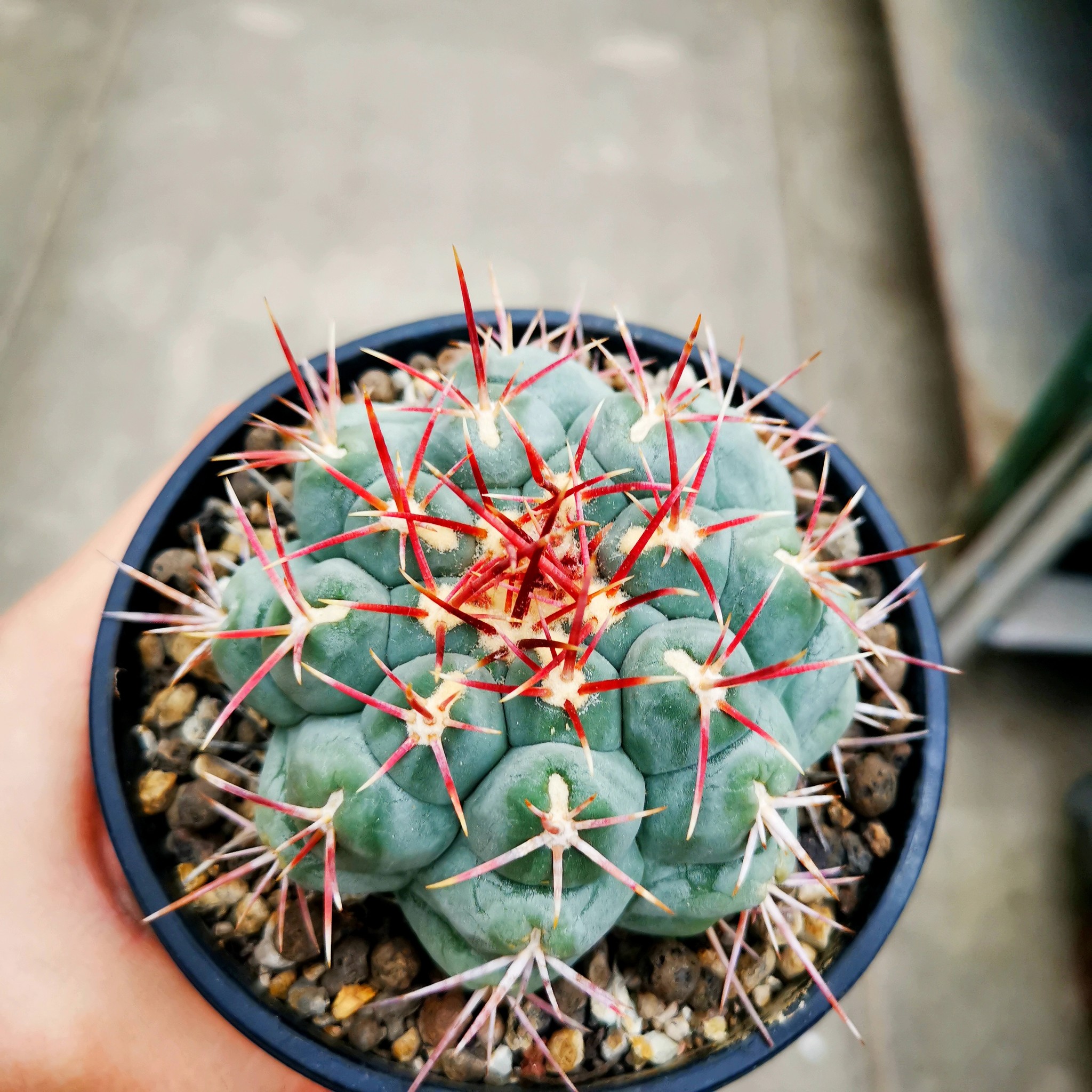 Thelocactus hexaedrophorus v. lloydii - Uhlig Kakteen - Über 5000 ...