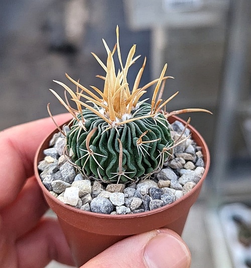 Stenocactus multicostatus f. erectocentrus Doctor Arroyo - Mier y ...