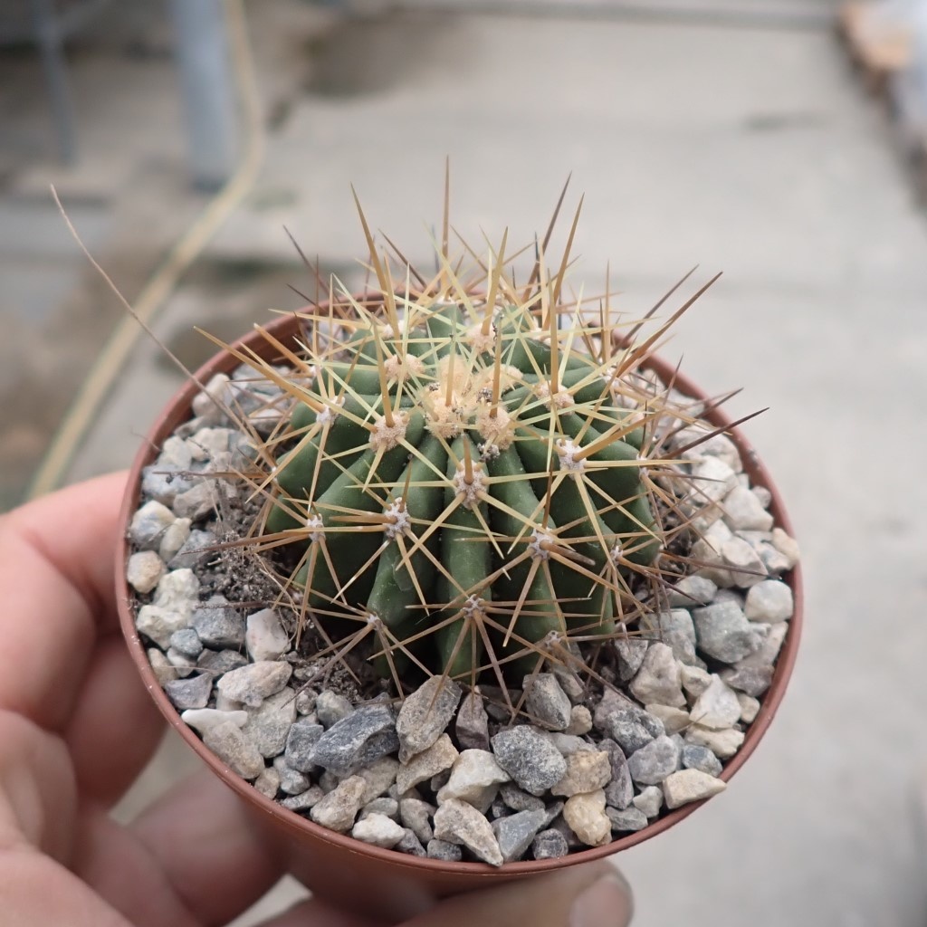 Ferocactus reppenhagenii - Uhlig Kakteen - more than 5,000 different ...