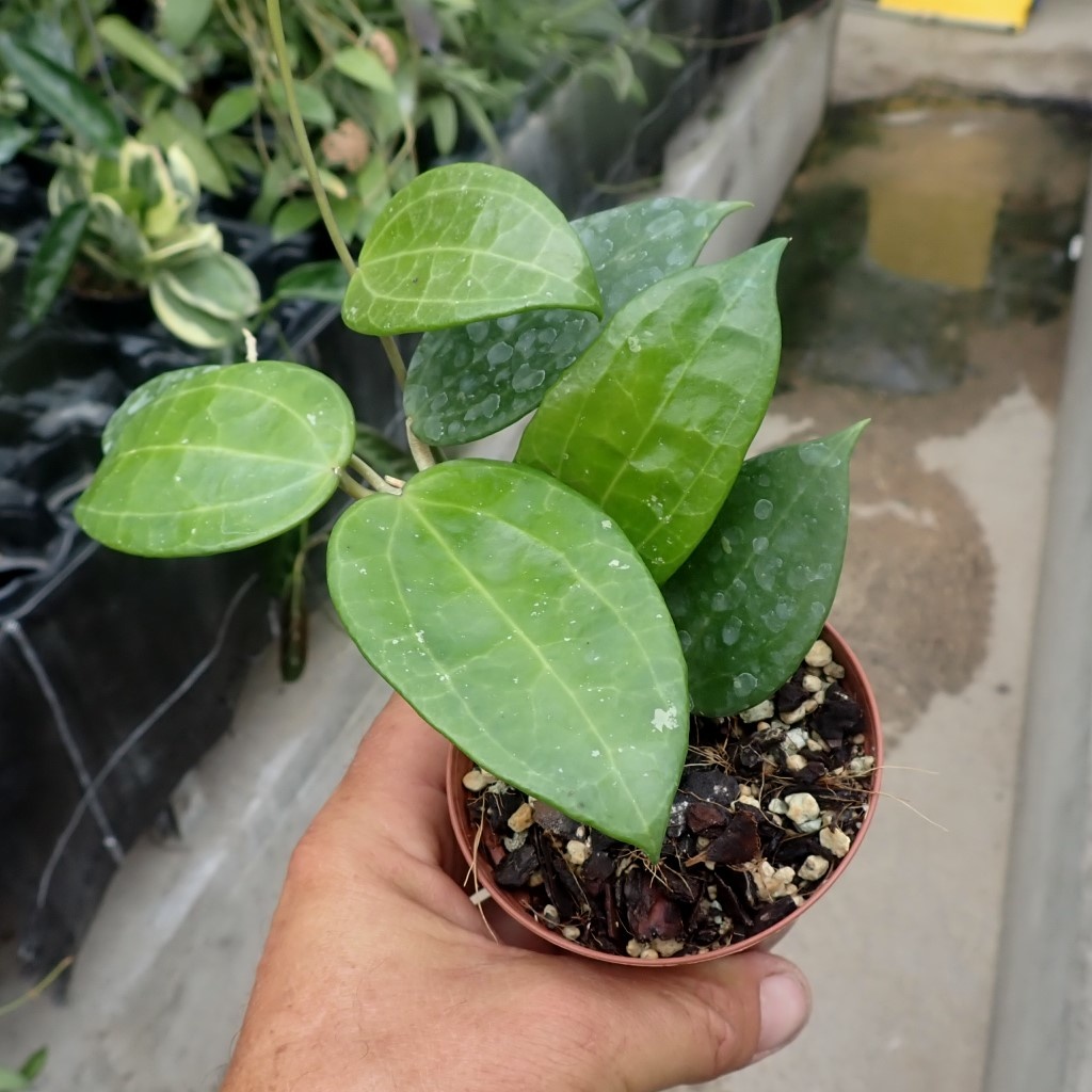 Hoya hanhiae cv. Yellow Flower - Uhlig Kakteen - more than 5,000 ...
