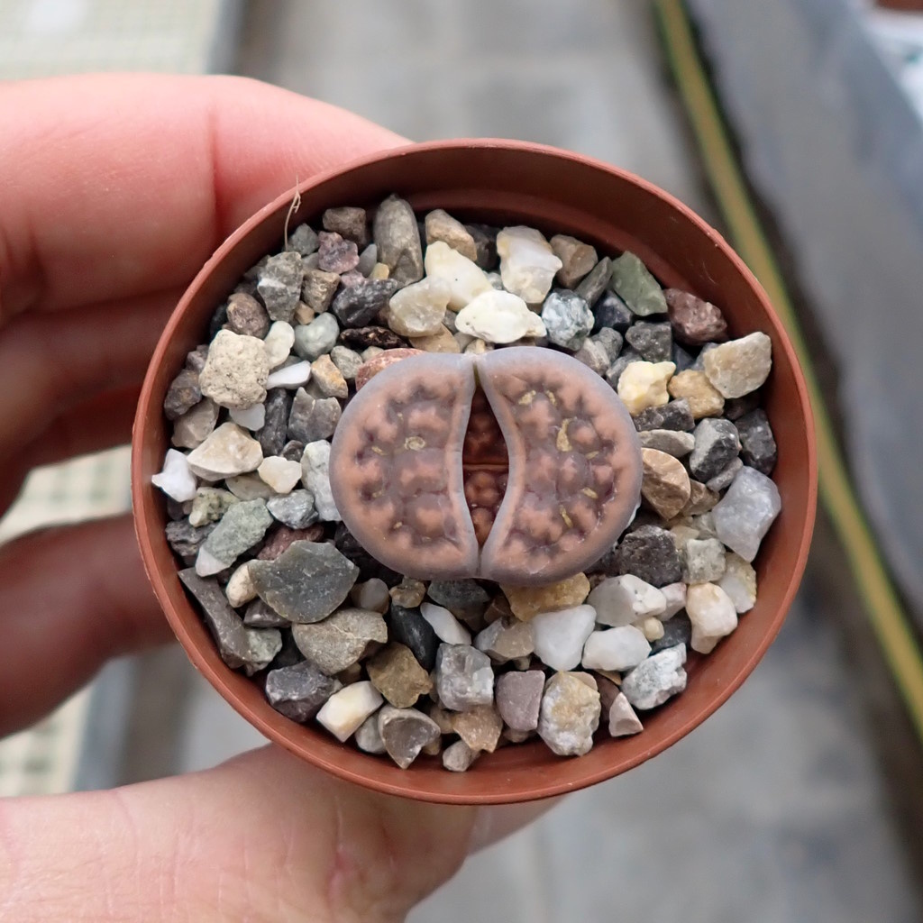 Lithops karasmontana ssp. karasmontana v. tischeri C 182 30km North ...
