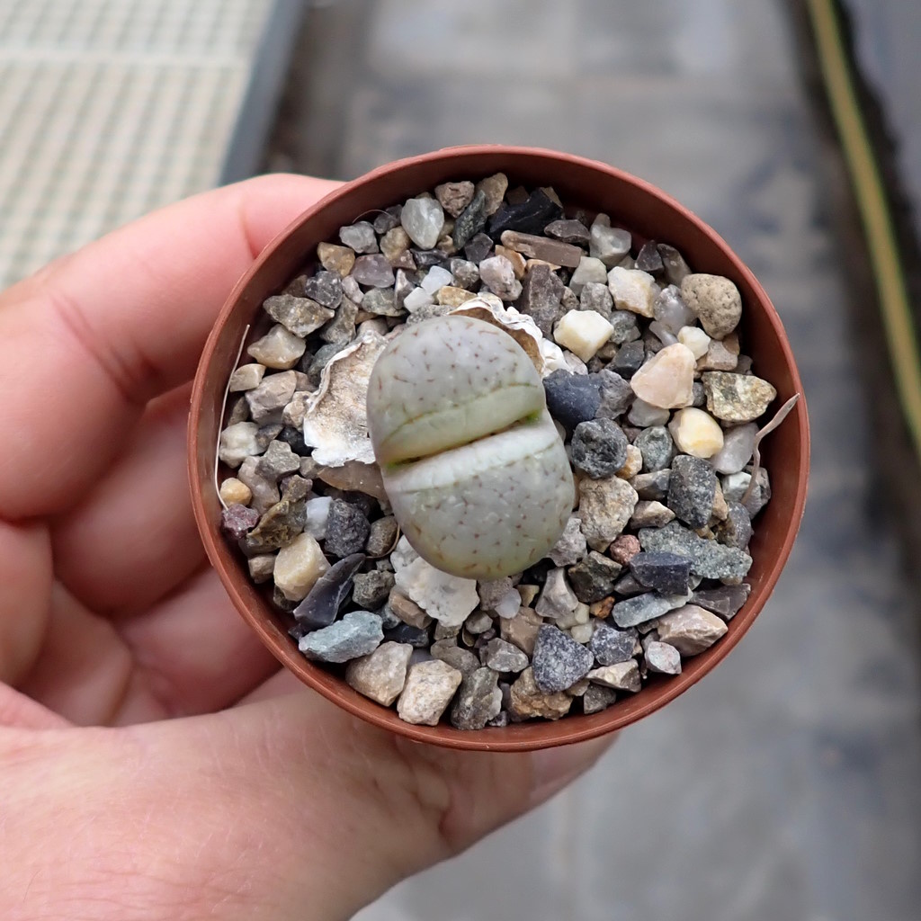 Lithops karasmontana ssp. eberlanzii C 369 TL 20km E Lüderitz, N ...