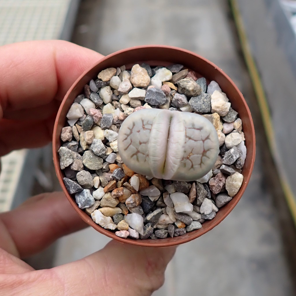 Lithops karasmontana ssp. eberlanzi C 208 10 Km S of AUS, Namibia ...