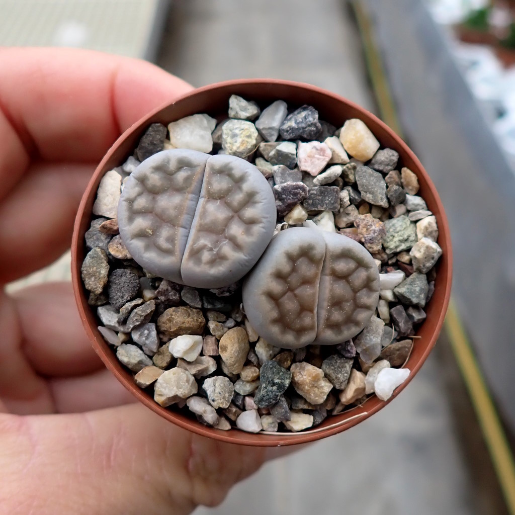 Lithops karasmontana ssp. karasmontana v. lericheana C 329 70 Km N of ...
