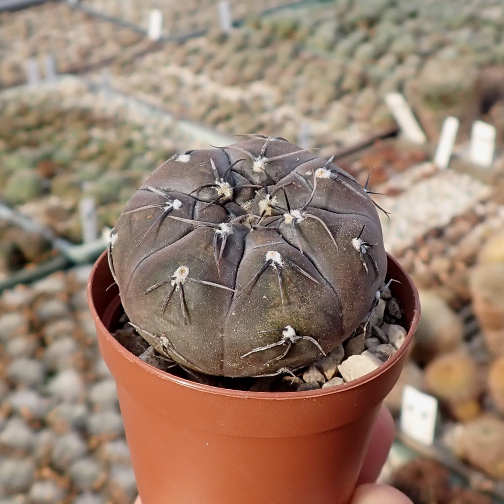 Gymnocalycium berchtii - Uhlig Kakteen - Über 5000 verschiedene Arten