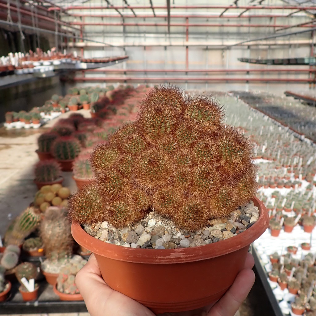 Rebutia fulviseta - Uhlig Kakteen - Über 5000 verschiedene Arten