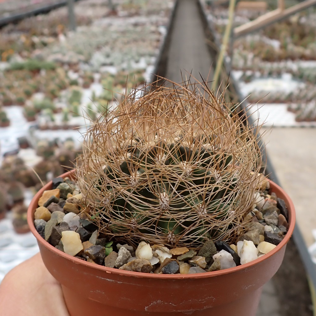 Neoporteria senilis multicolor FK 423 Quelen - Uhlig Kakteen - Über ...