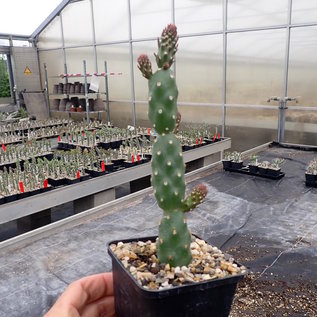 Opuntia rutila cv. Super (dw) - Uhlig Kakteen - more than 5,000 ...