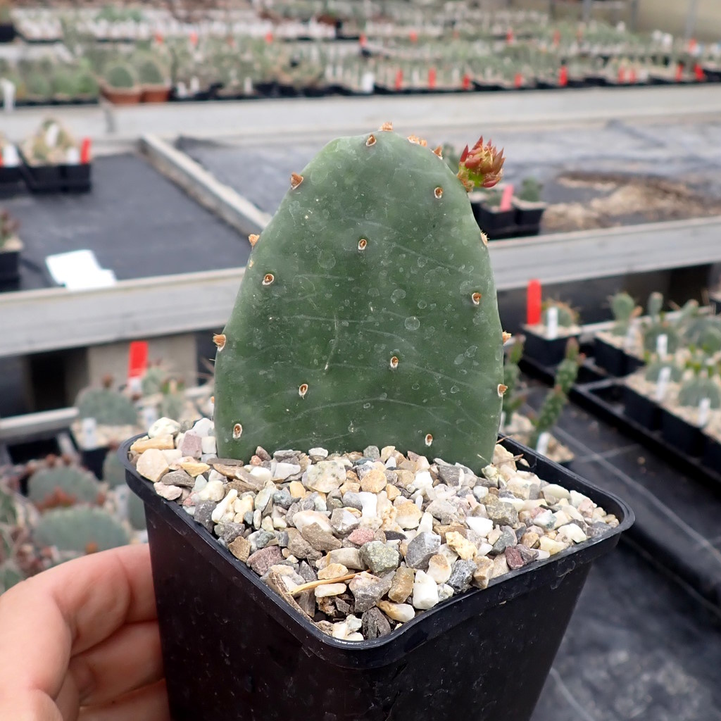 Opuntia humifusa cv. Michigan (dw) - Uhlig Kakteen - more than 5,000 ...