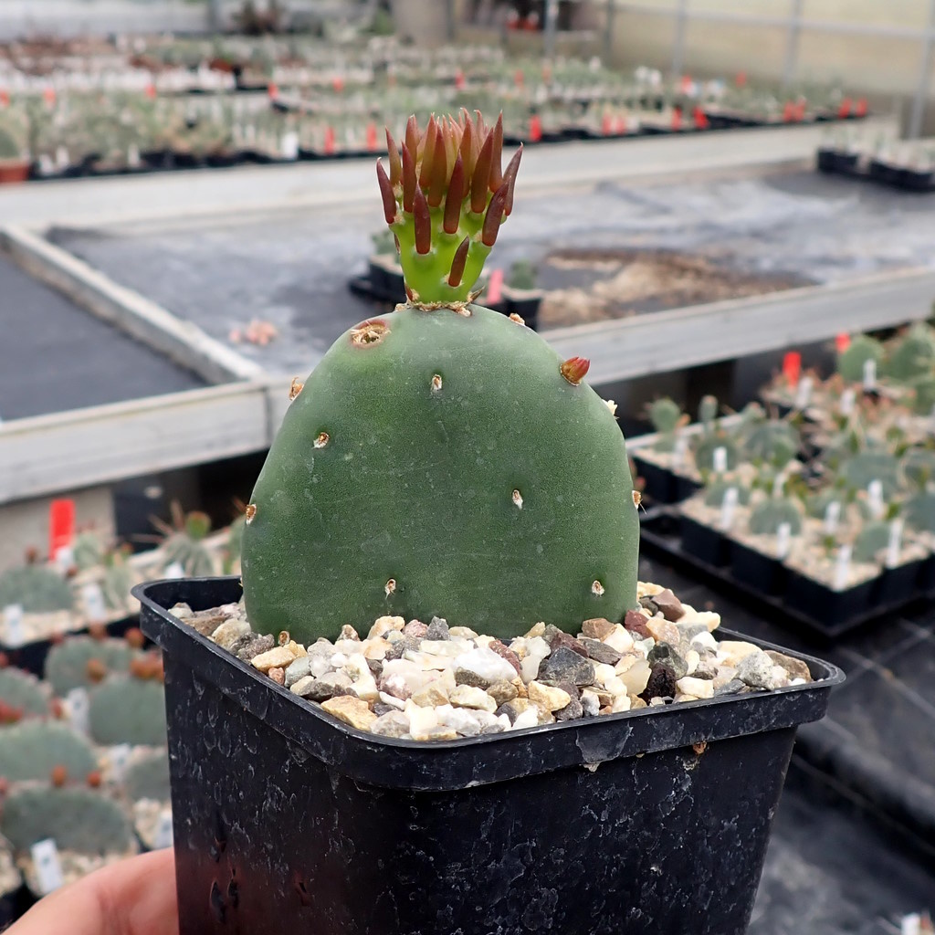 Opuntia humifusa cv. Meran (dw) - Uhlig Kakteen - more than 5,000 ...
