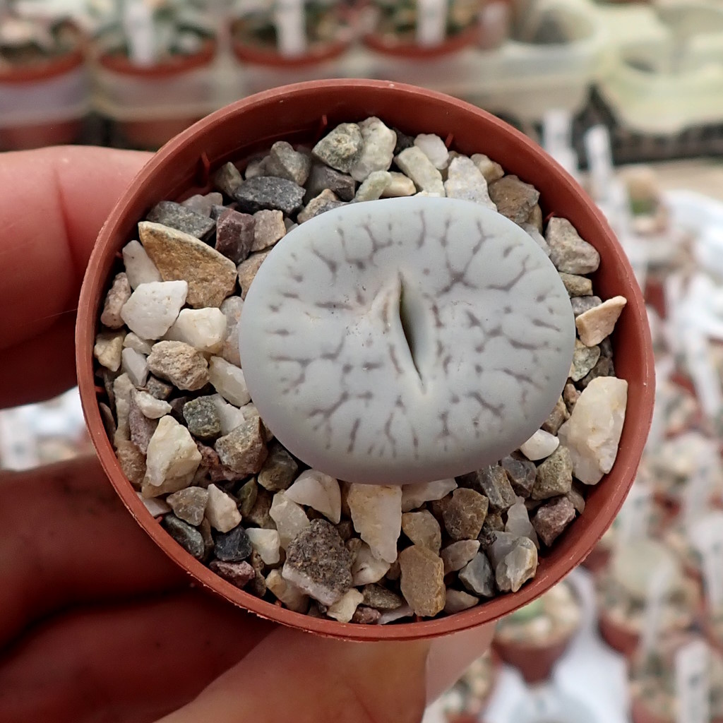 Lithops gracilidelineata cv. Minifissus - Uhlig Kakteen - Über 5000 ...