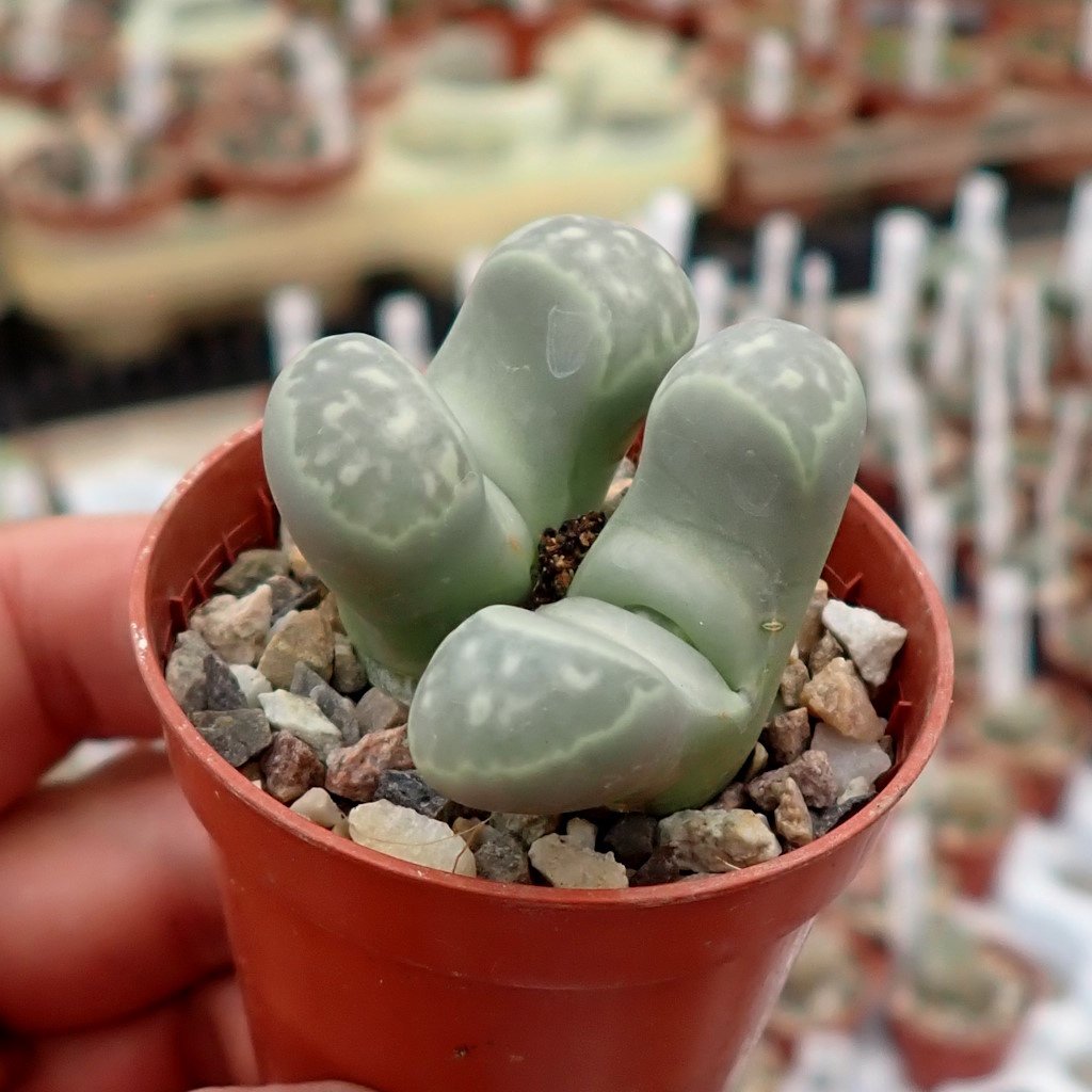 Lithops marmorata - Uhlig Kakteen - more than 5,000 different species