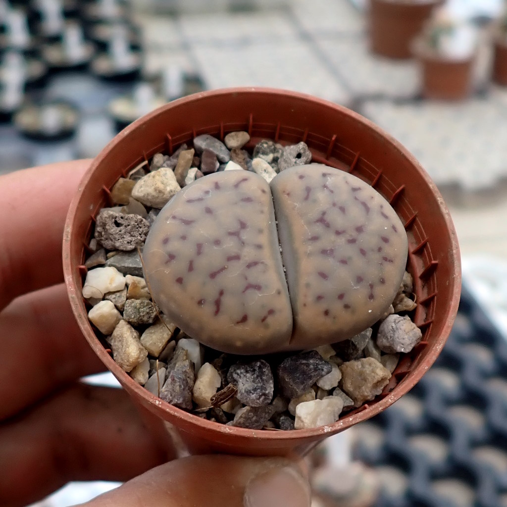 Lithops schwantesii - Uhlig Kakteen - more than 5,000 different species