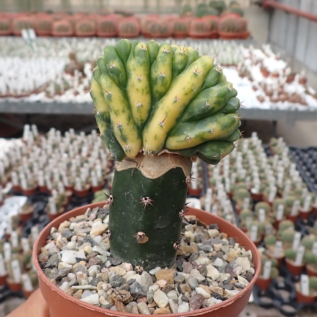 Trichocereus pachanoi cv. Variegata San Pedro gepfr. cristata - Uhlig ...