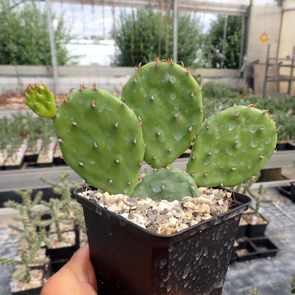 Opuntia humifusa cv. Michigan (dw) - Uhlig Kakteen - Über 5000 ...