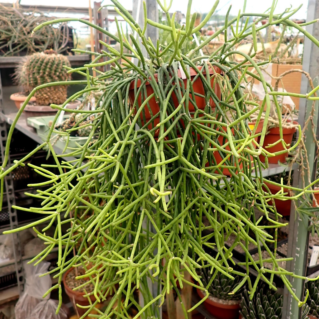 Rhipsalis floccosa ssp. tucumanensis - Uhlig Kakteen - plus de 5000 d ...