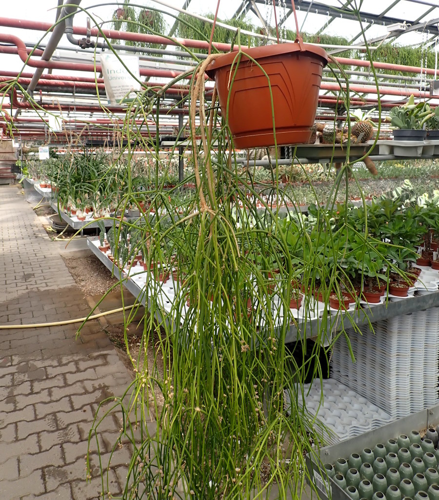 Rhipsalis burchellii - Uhlig Kakteen - Über 5000 verschiedene Arten