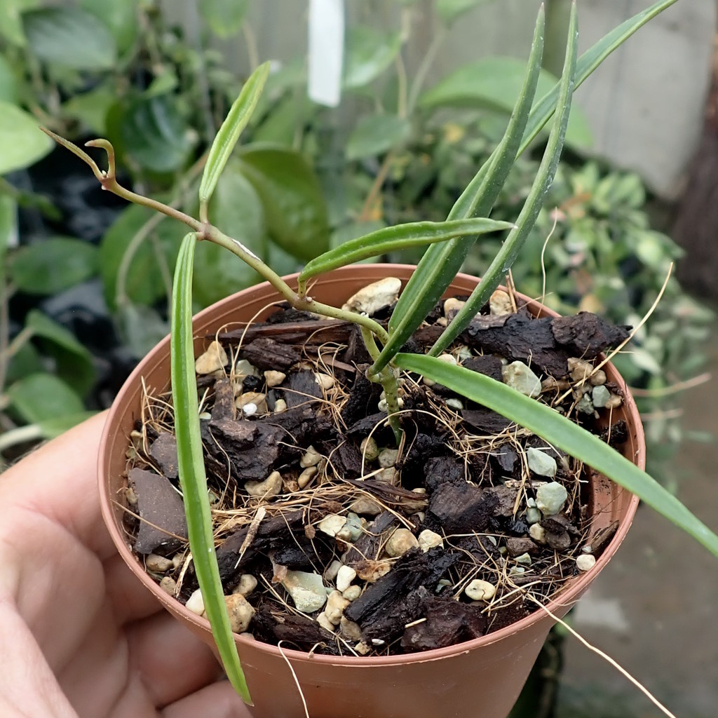 Hoya acicularis - Uhlig Kakteen - more than 5,000 different species