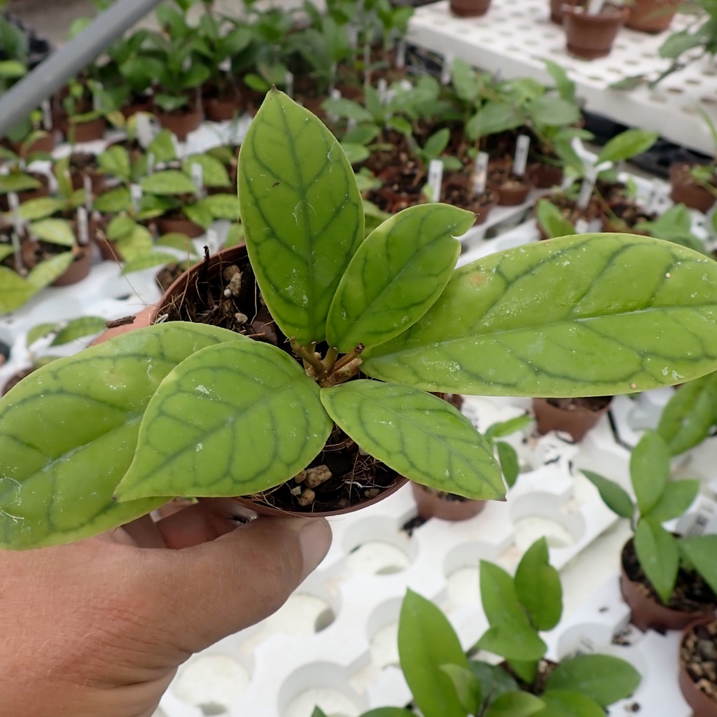Hoya callistophylla cv. Anna - Uhlig Kakteen - Über 5000 verschiedene Arten