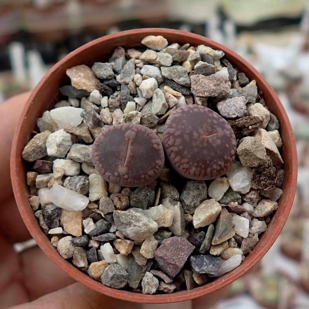 Lithops aucampiae cv. Dark - Uhlig Kakteen - more than 5,000 different ...