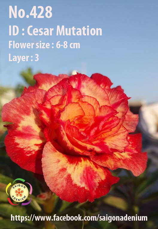 Adenium obesum-Hybr. Cesar Mutation 428 (Seeds) - Uhlig Kakteen - more ...