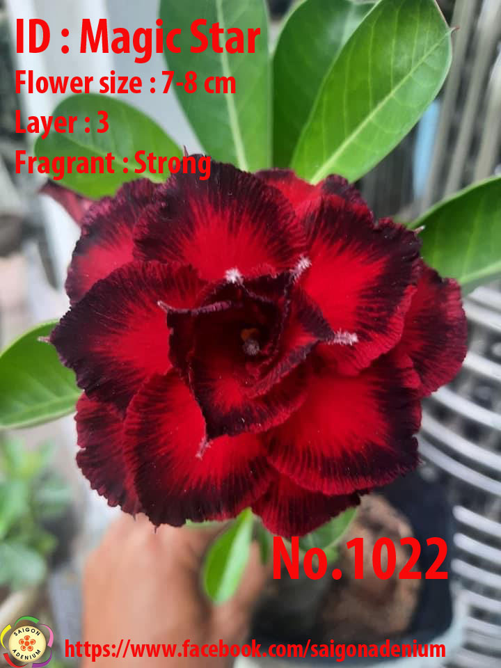 Adenium obesum-Hybr. Magic Star 1022 (Seeds) - Uhlig Kakteen - more ...