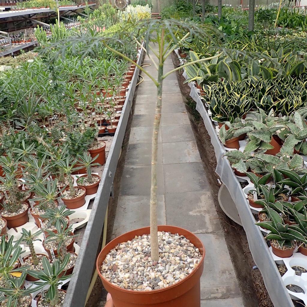 Jatropha multifida - Uhlig Kakteen - more than 5,000 different species