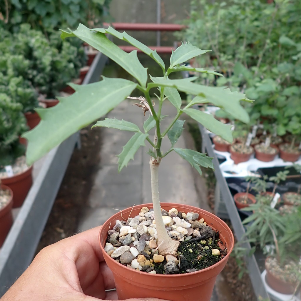 Cyphostemma elephantopus Tulear, Madagaskar - Uhlig Kakteen - Über 5000 ...