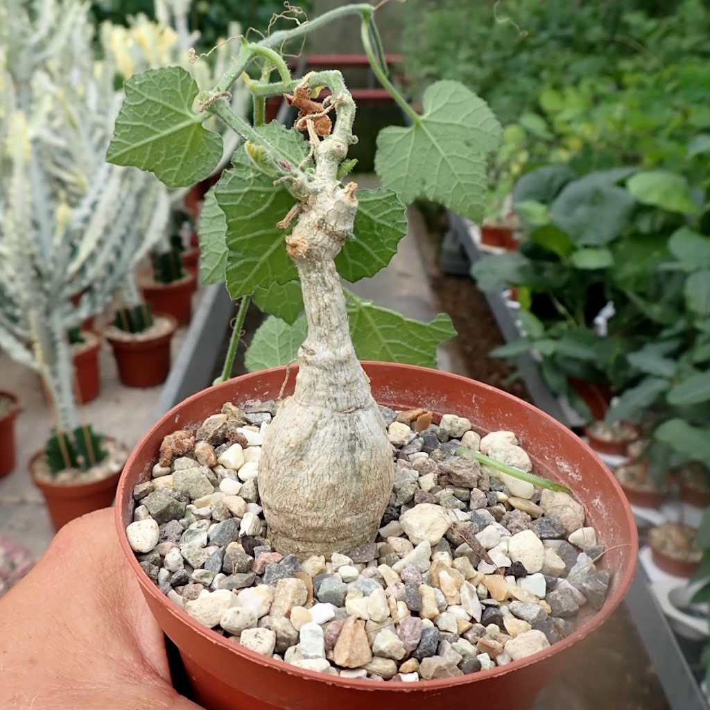 Kedrostis leloja - Uhlig Kakteen - more than 5,000 different species