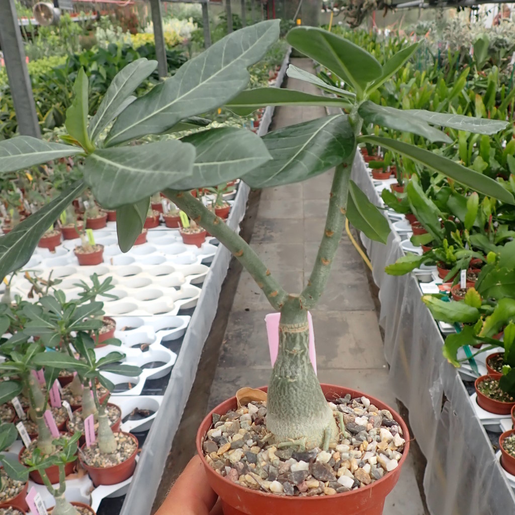 Adenium obesum Crimson Cascade VB 288 mit jahreszeitlich bedingtem ... Adenium obesum Crimson Cascade VB 288 mit jahreszeitlich bedingtem ...