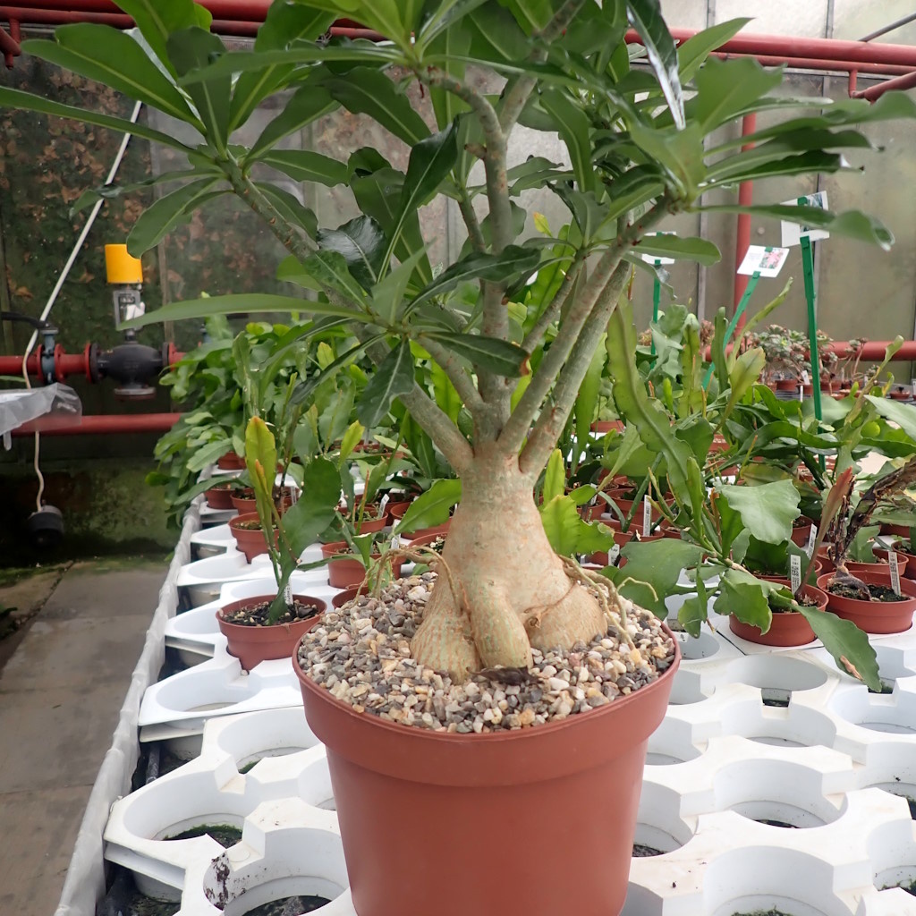 Adenium obesum Hybr. mit jahreszeitlich bedingtem Rückschnitt, with ...