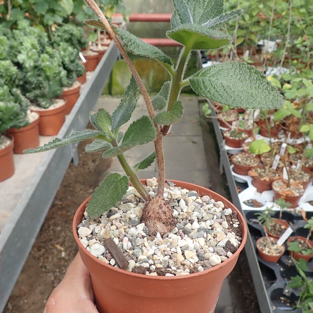 Sinningia sellovii Brazil - Uhlig Kakteen - more than 5,000 different ...