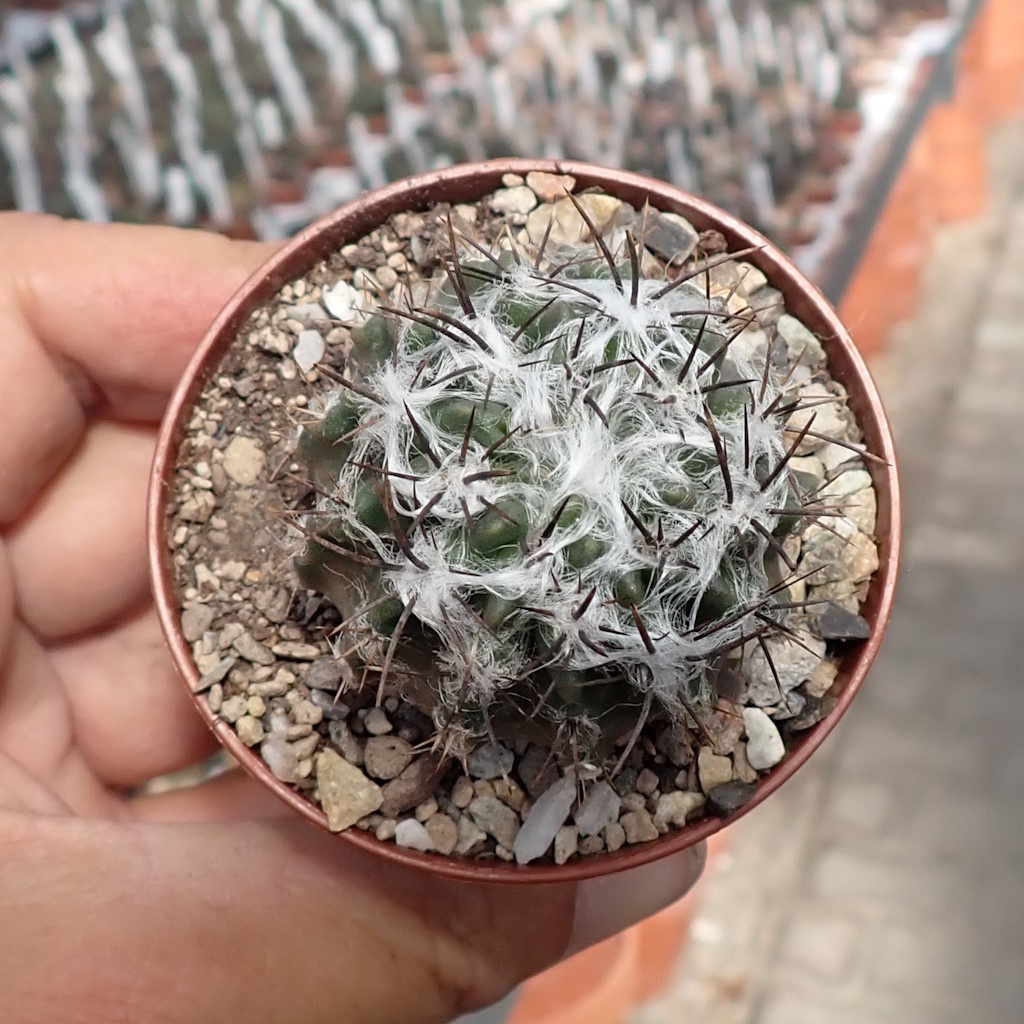 Neochilenia floccosa - Uhlig Kakteen - more than 5,000 different species