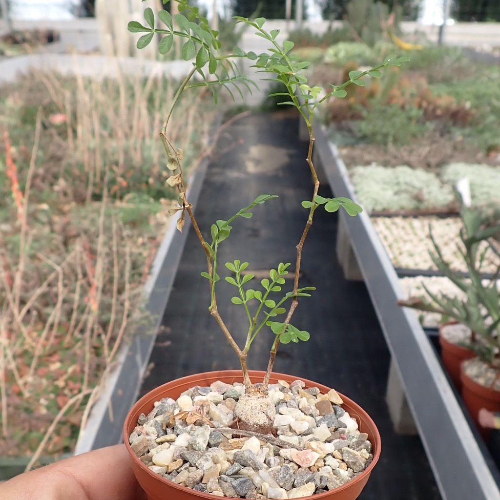 Operculicarya pachypus - Uhlig Kakteen - Über 5000 verschiedene Arten