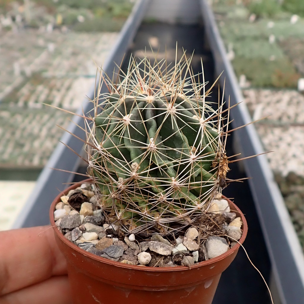 Hamatocactus setispinus - Uhlig Kakteen - Über 5000 verschiedene Arten