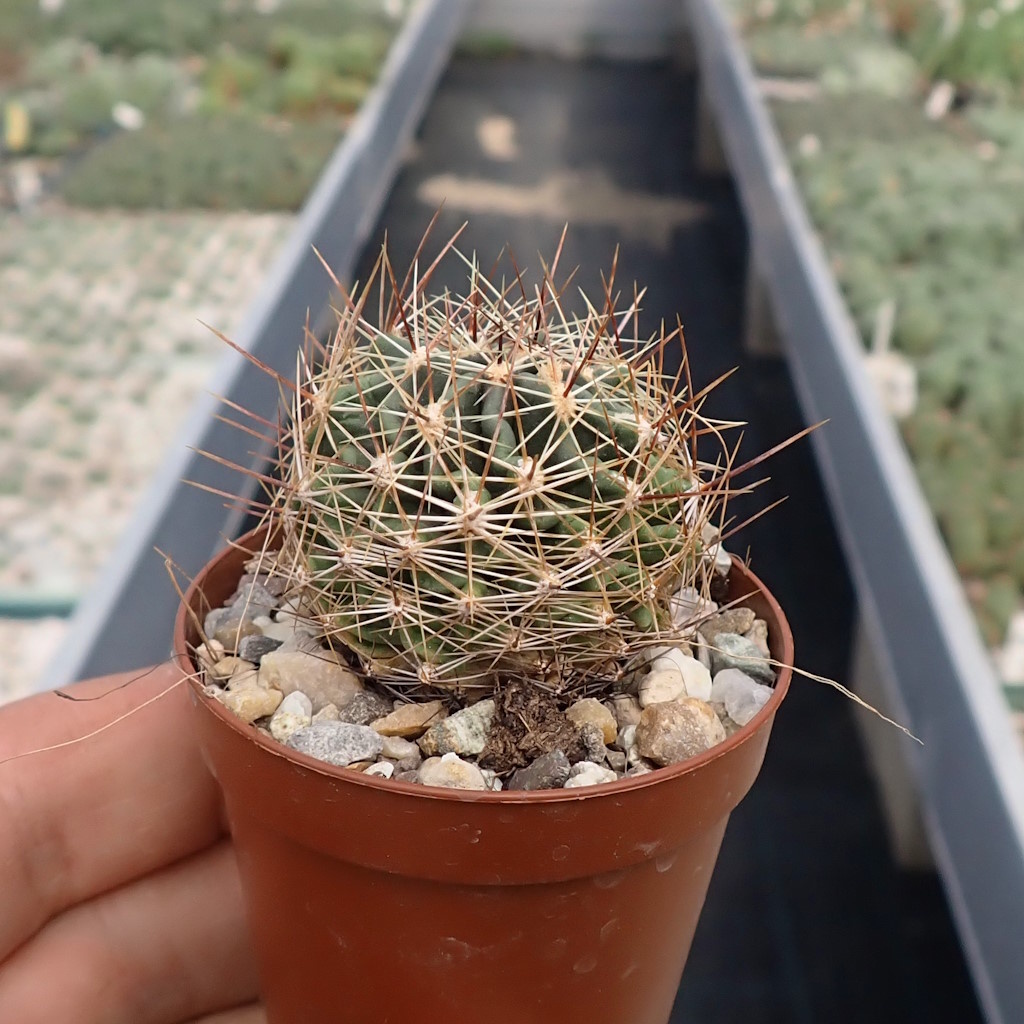 Hamatocactus setispinus - Uhlig Kakteen - Über 5000 verschiedene Arten