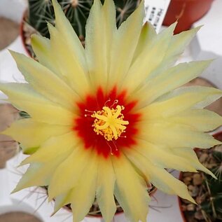 Hamatocactus setispinus - Uhlig Kakteen - Über 5000 verschiedene Arten