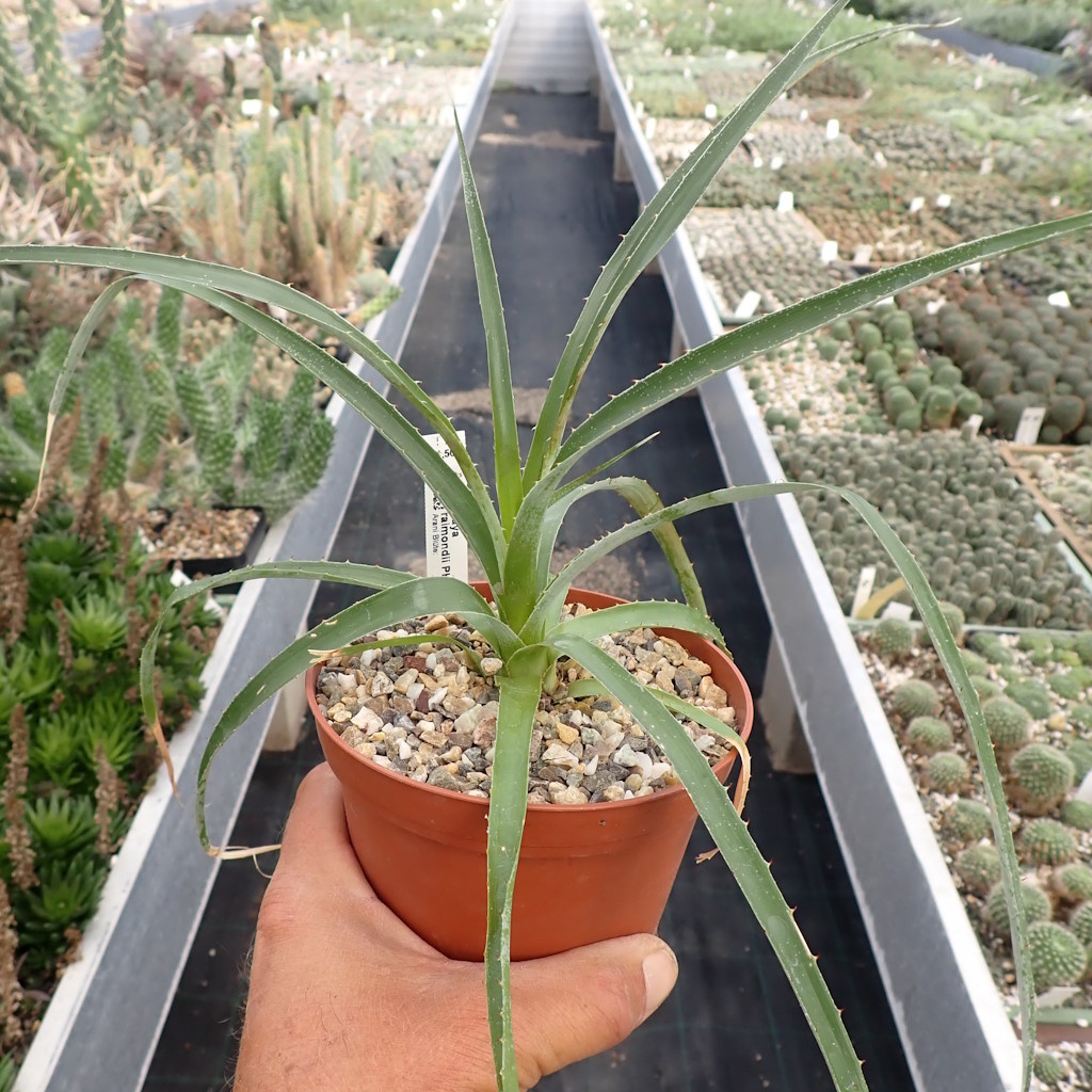 Puya raimondii PHA 2754 Arani - Uhlig Kakteen - plus de 5000 d'espèces ...