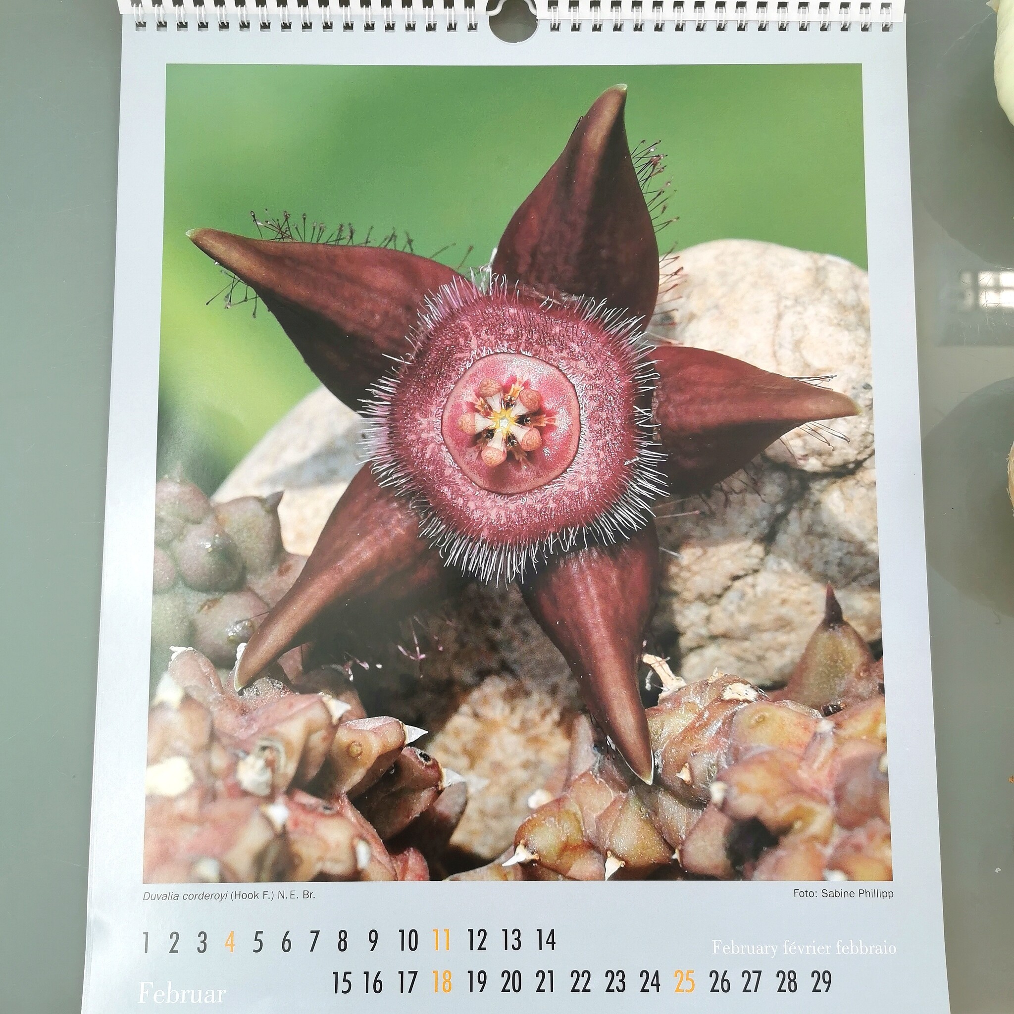 Cactus and succulent calendar - Uhlig Kakteen - more than 5,000 ...