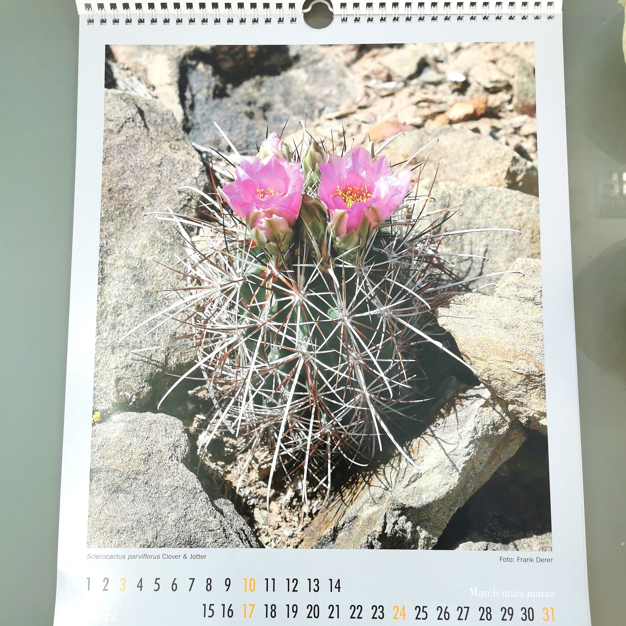 Cactus and succulent calendar - Uhlig Kakteen - more than 5,000 ...