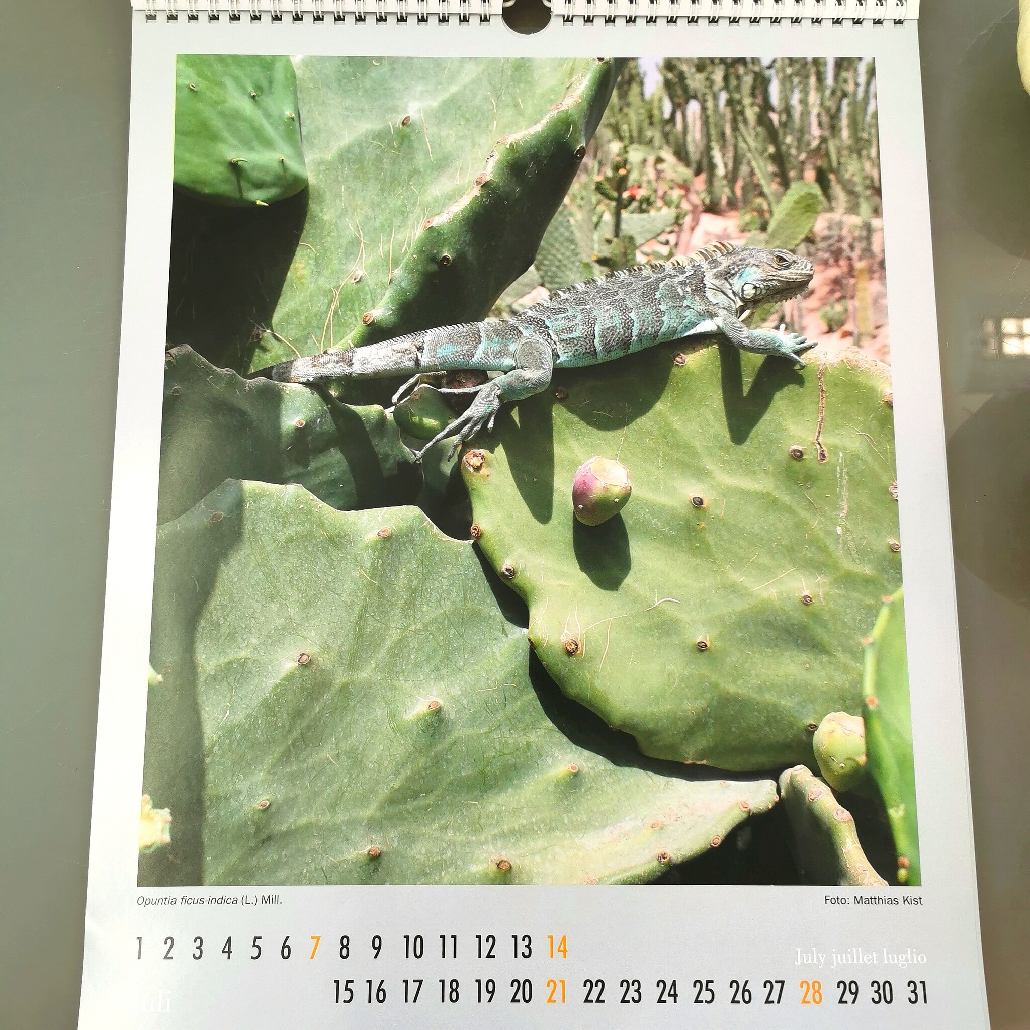 Cactus and succulent calendar - Uhlig Kakteen - more than 5,000 ...