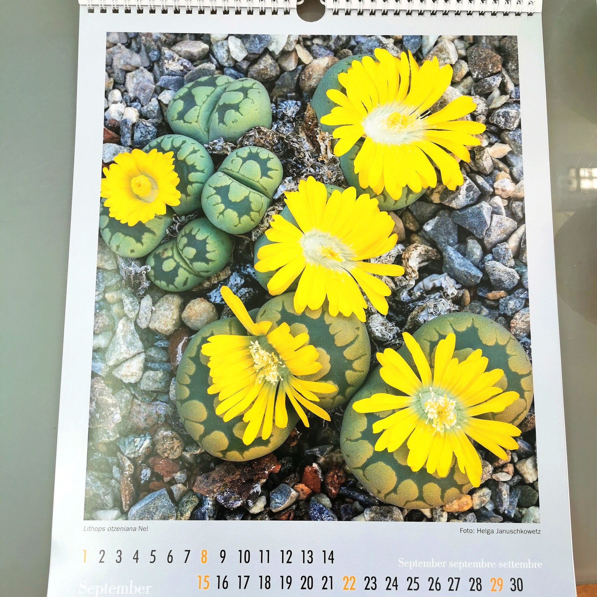 Cactus and succulent calendar - Uhlig Kakteen - more than 5,000 ...