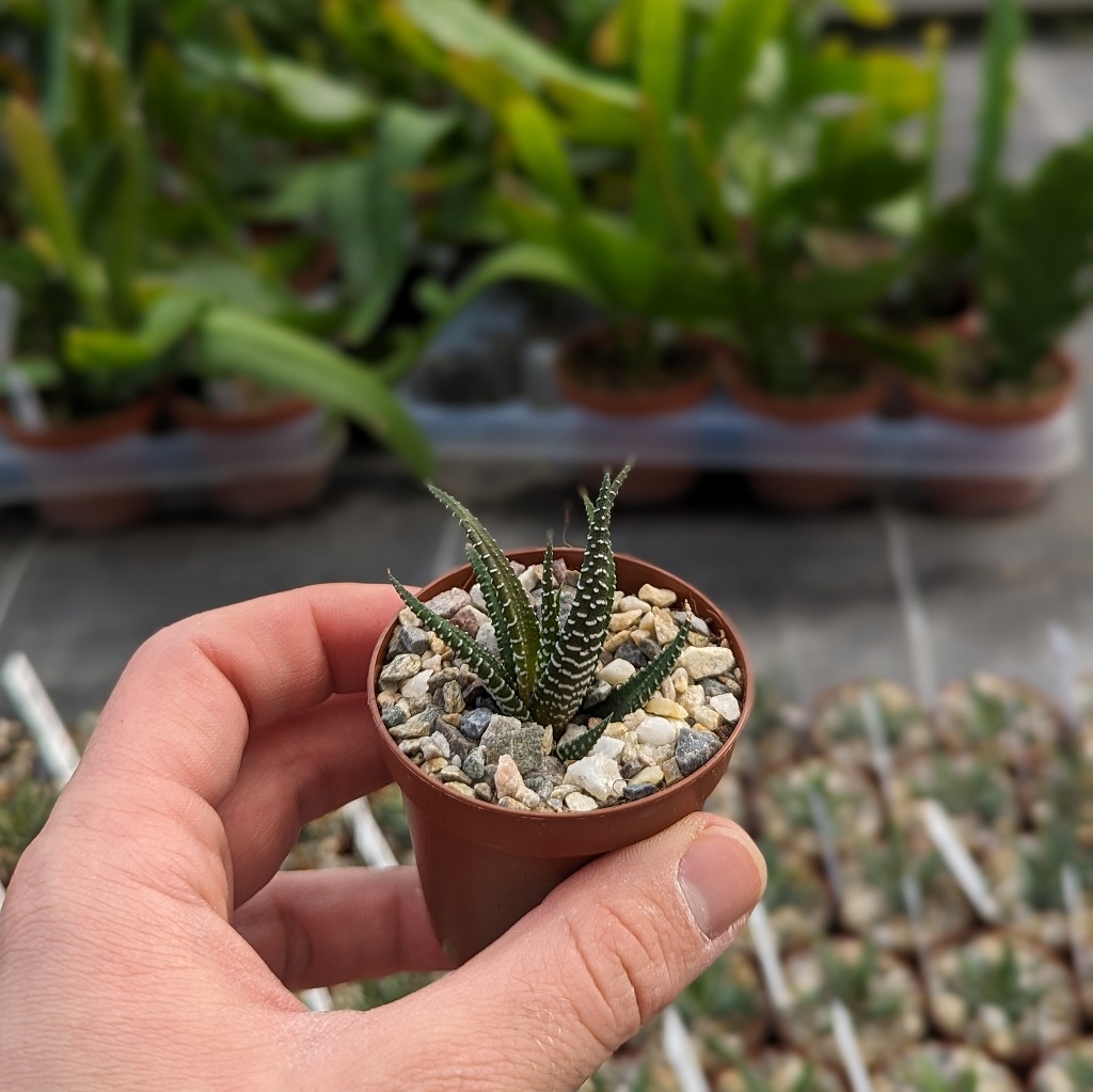 Haworthia cv. Benjamini - Uhlig Kakteen - Più di 5.000 specie diverse