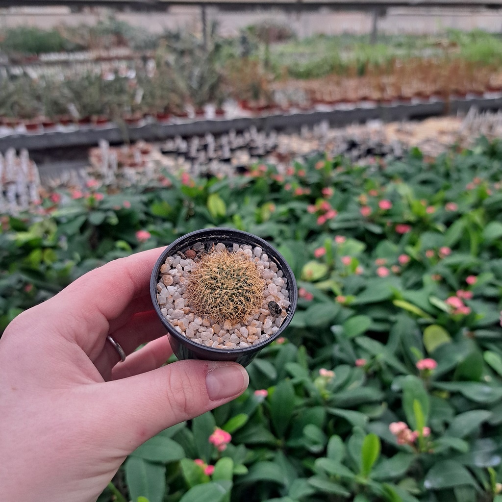 Sulcorebutia mentosa v. swobodae HS 027A Mizque Aiquile, 4,5 km nach HS ...