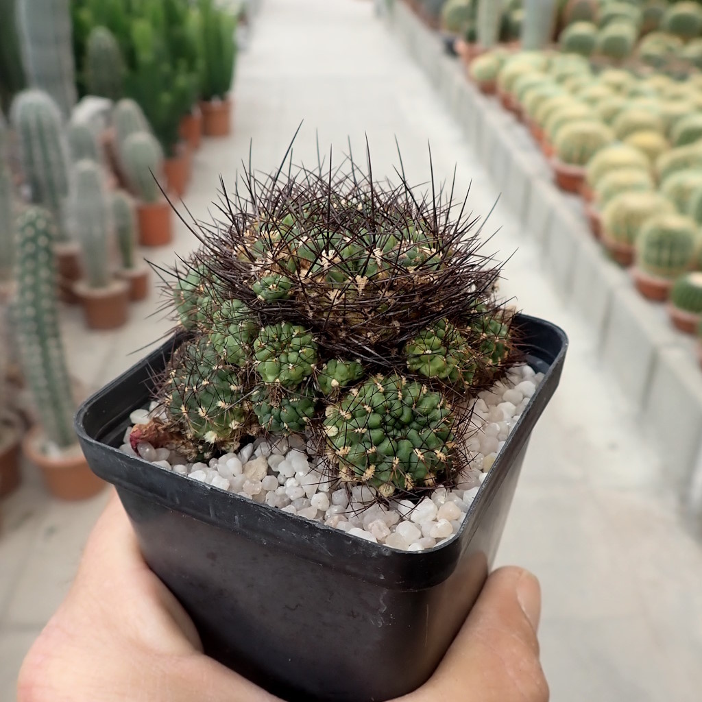 Sulcorebutia polymorpha - Uhlig Kakteen - more than 5,000 different species