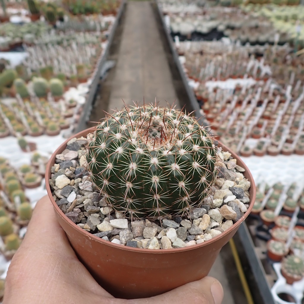 Notocactus horstii f. purpureus RGS, Brasilien - Uhlig Kakteen - Über ...