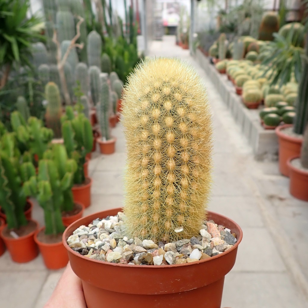 Seticereus humboldtii - Uhlig Kakteen - Über 5000 verschiedene Arten