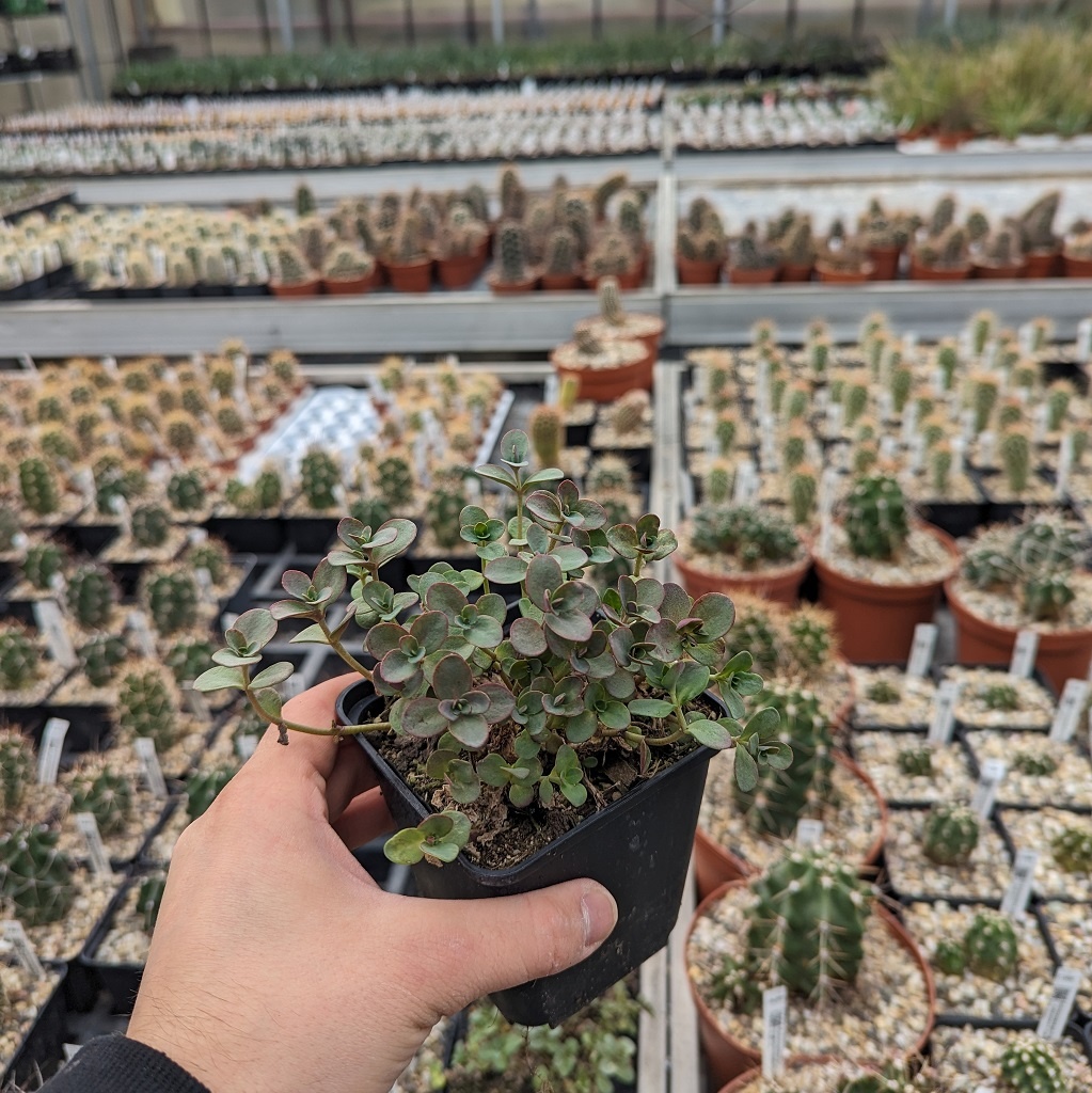 Sedum cv. Sunsparkler Firecracker (dw) - Uhlig Kakteen - plus de 5000 d ...