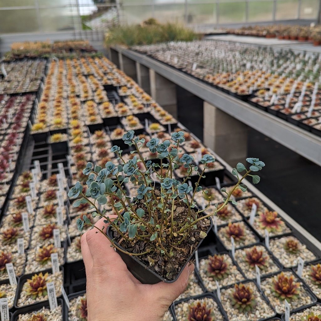 Sedum cauticula cv. Lidakense (dw) - Uhlig Kakteen - plus de 5000 d ...